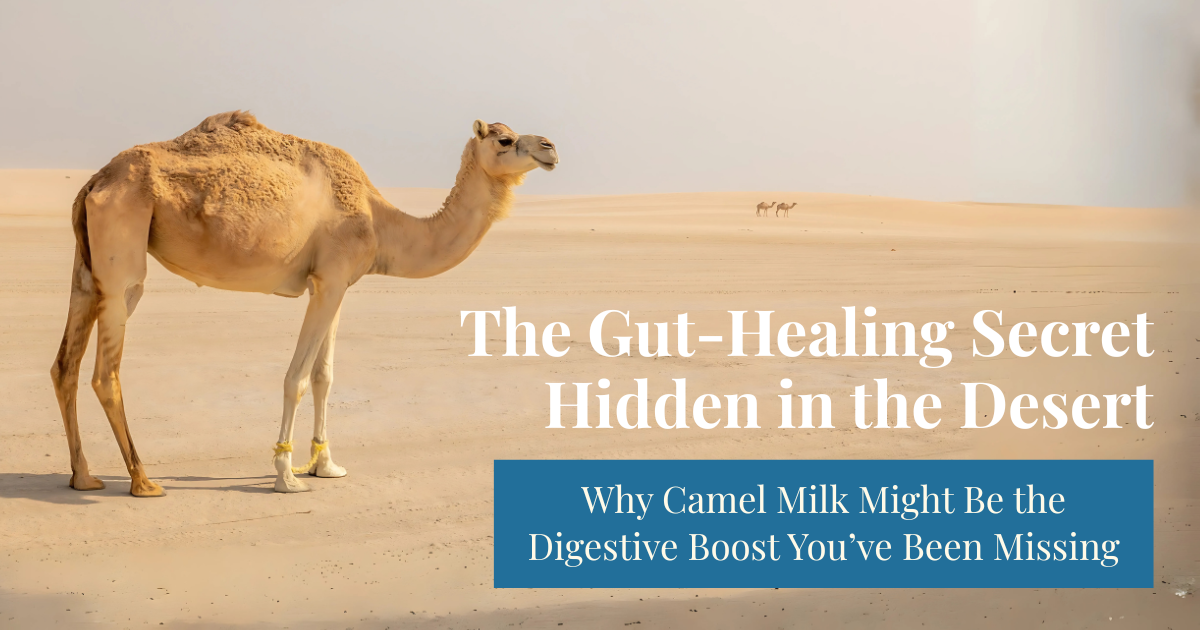 Camel Milk for Gut Health: What Makes It Different? – Aadvik Foods
