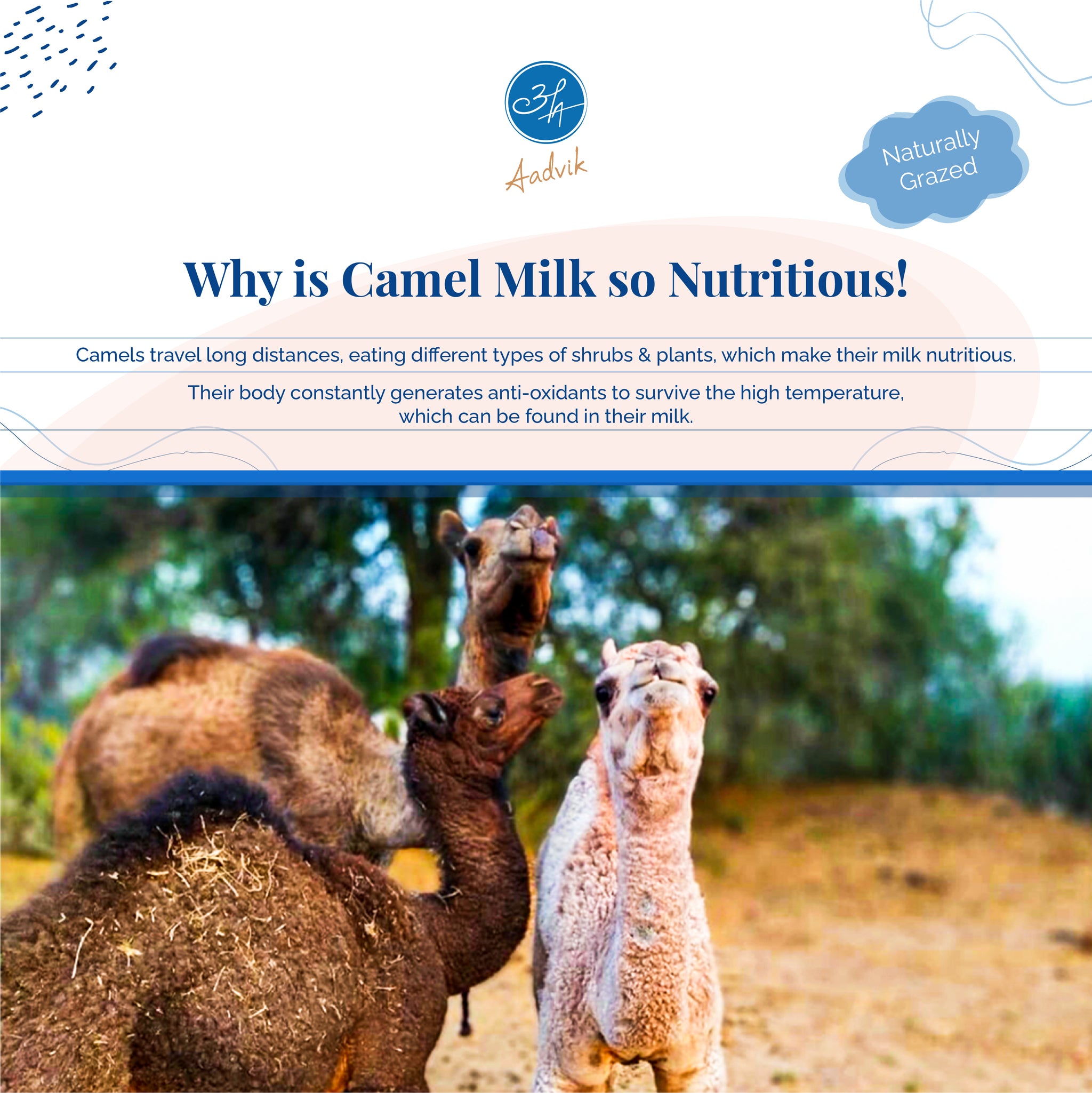 Freeze-Dried Camel Milk Powder - Rich in Natural Proteins and Vitamin C ...